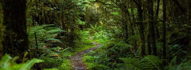 Forest of Hope | Travel Between The Pages