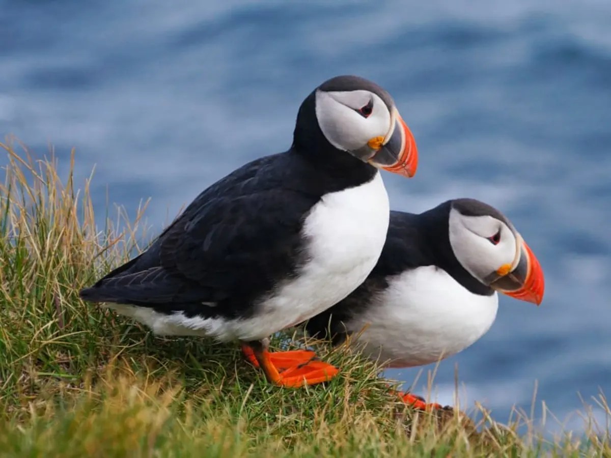 Puffling | Travel Between The Pages